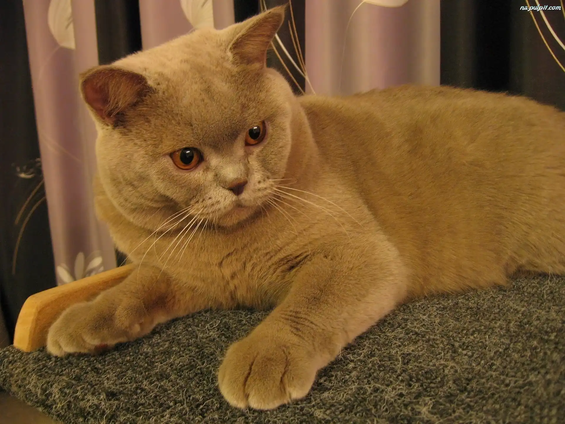 Krótkowłosy, Kot, Rudy, Brytyjski Na Pulpit